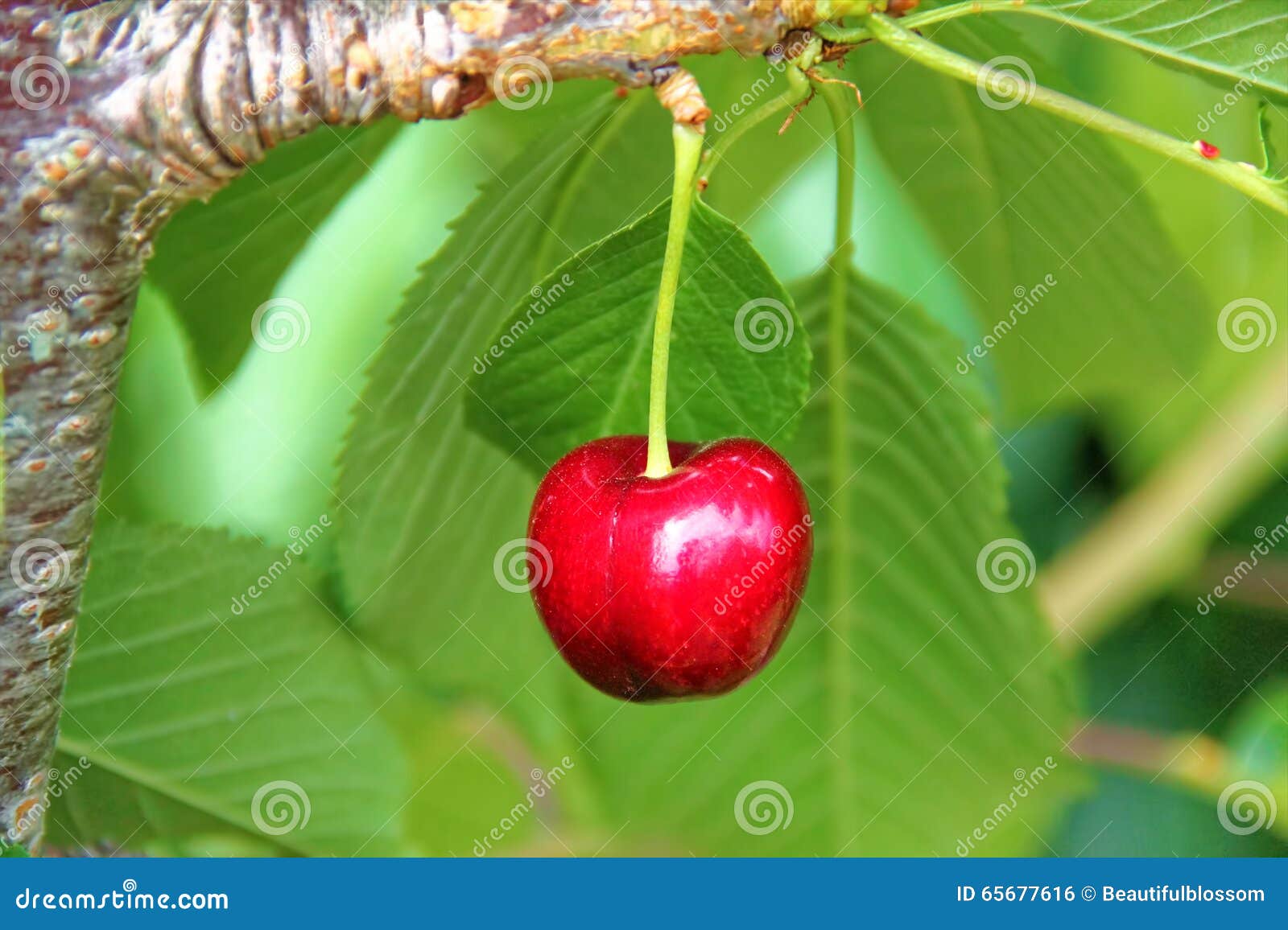 Single fresh cherry stock photo. Image of close, nature - 65677616