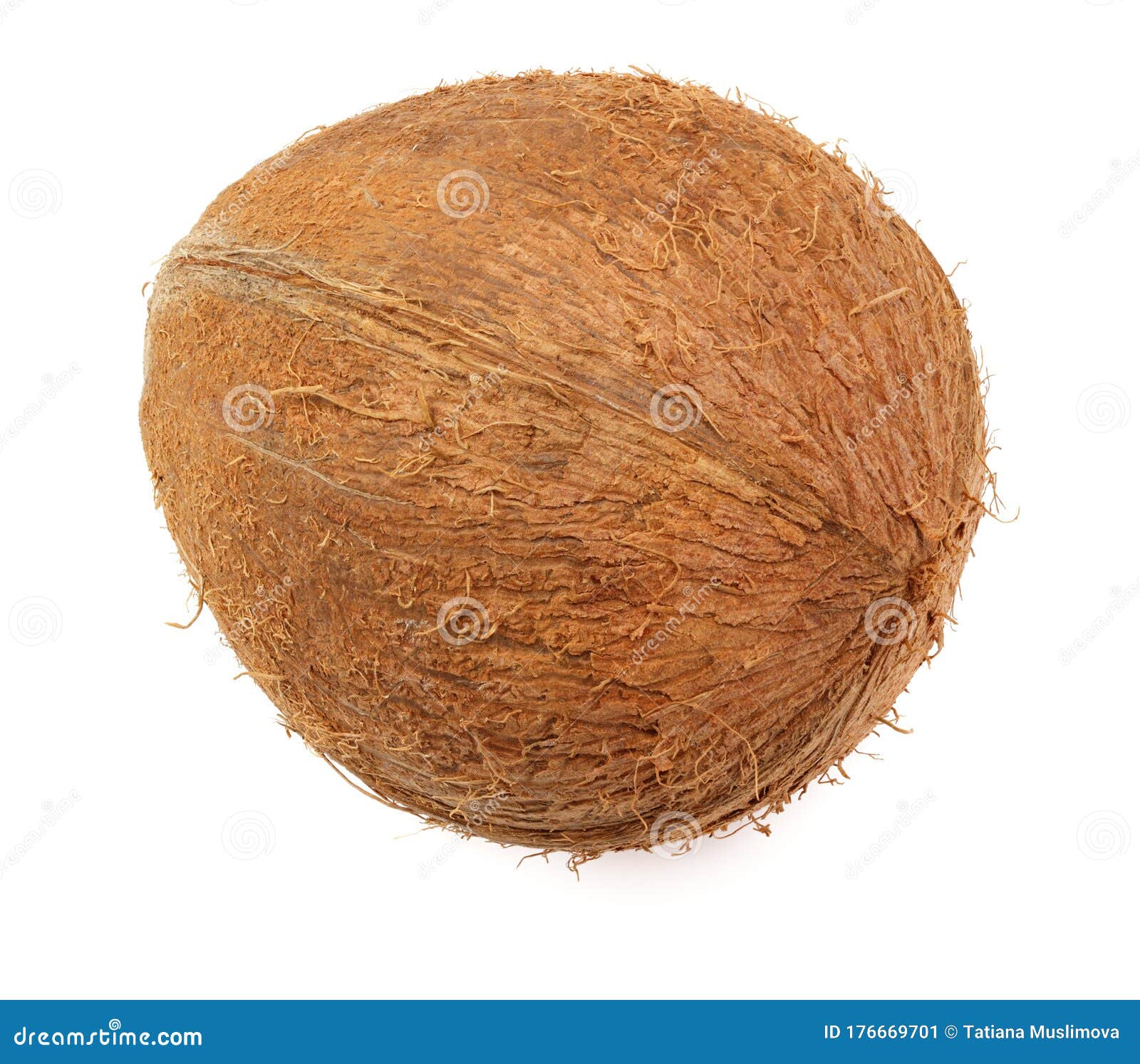 Single Fresh Coconut Isolated on White Background Stock Image - Image ...
