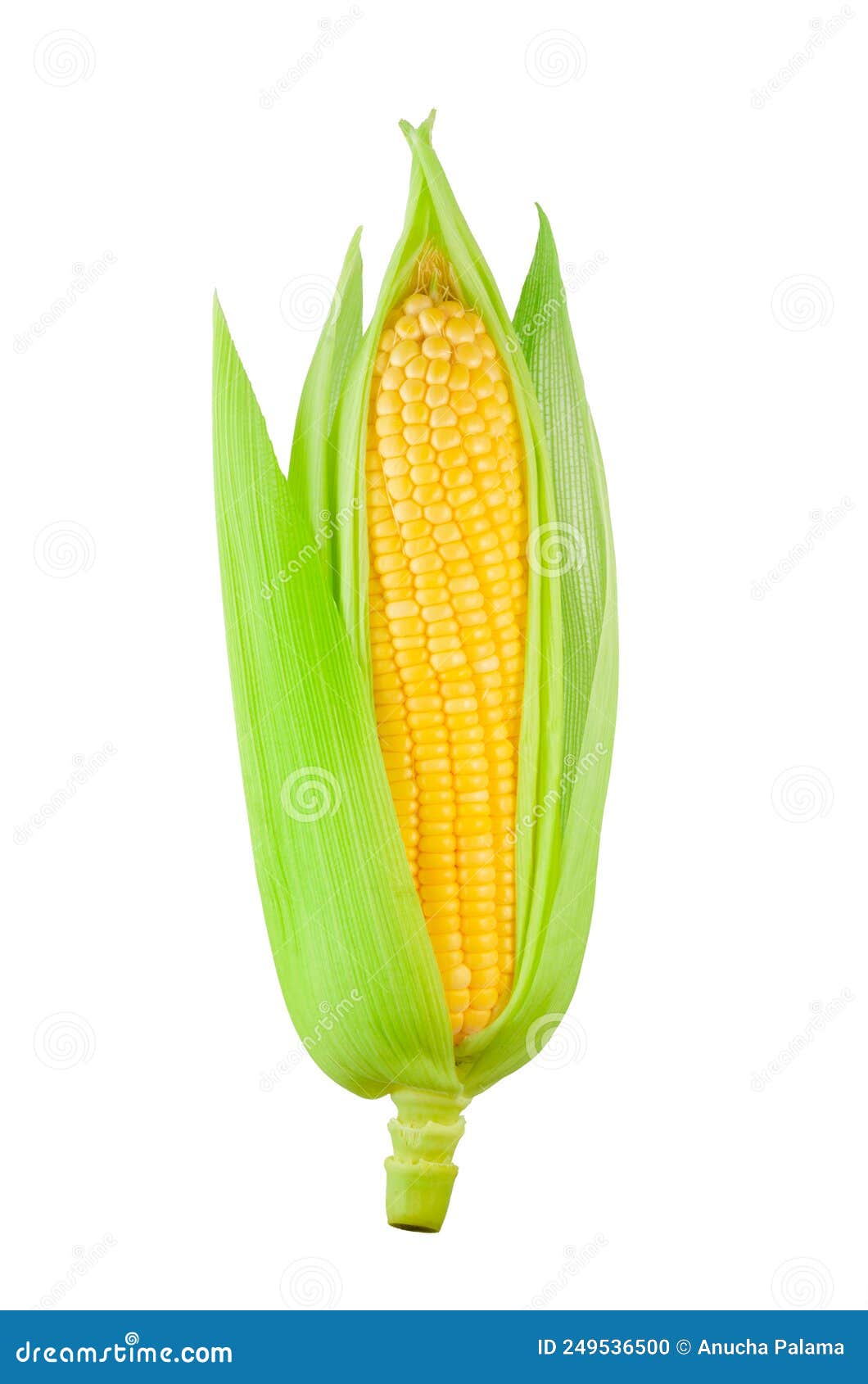Single Fresh Corn Vegetable with Green Leaves Isolated on White ...