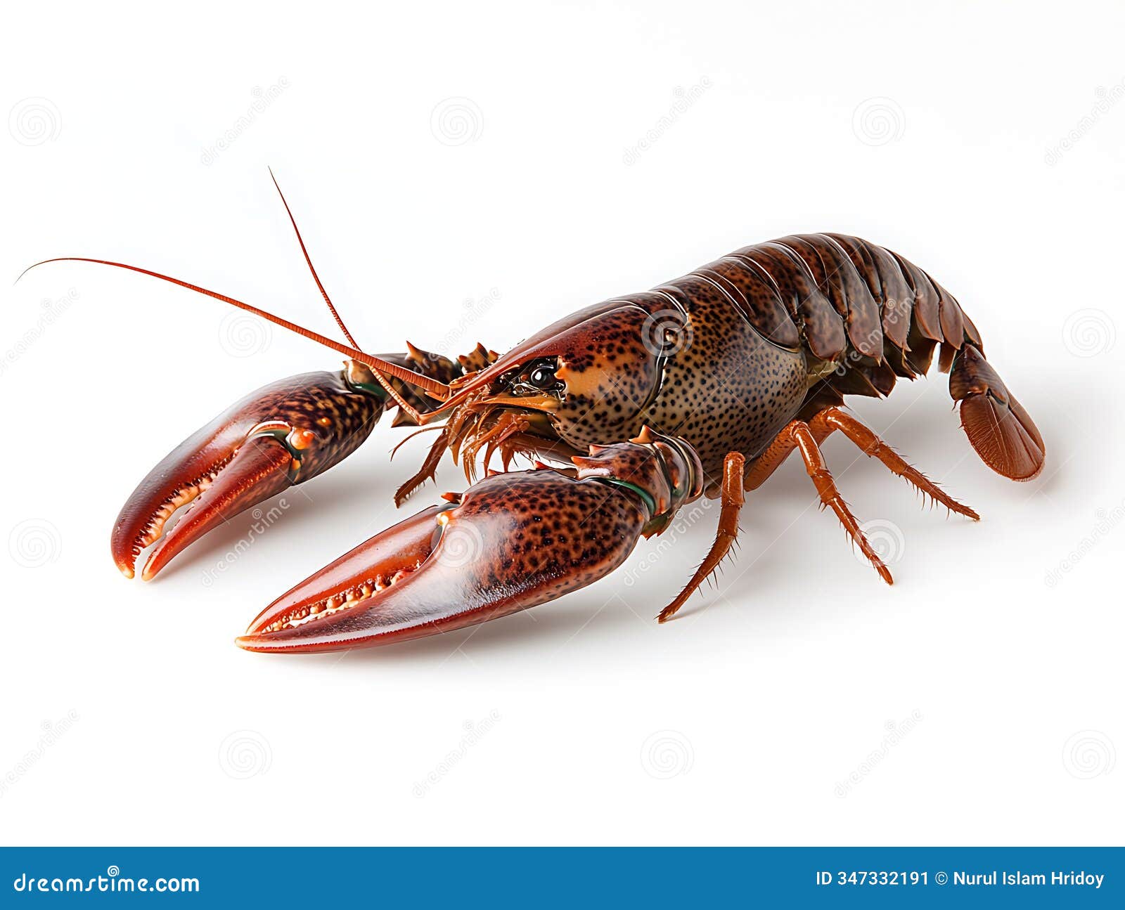 Single Fresh Crawfish with Rich Reddish-brown Shell on White Background ...