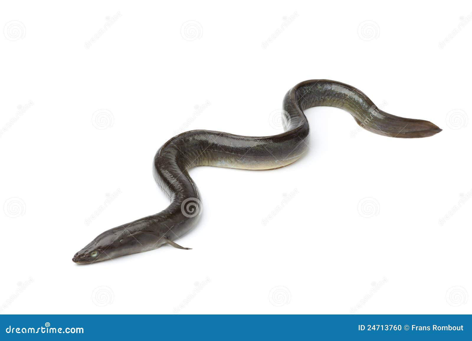 Fresh European Spider Crab On Ice Stock Image | CartoonDealer.com ...