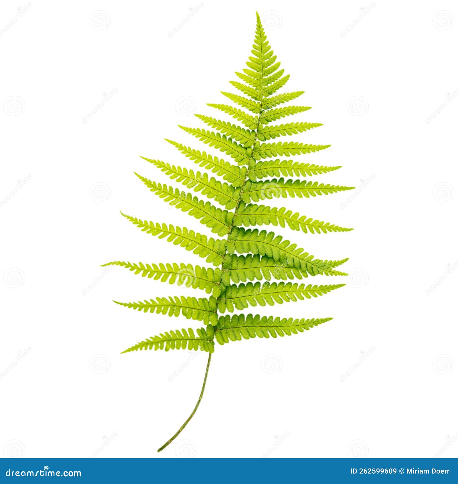 A single fresh fern leaf stock image. Image of leaf - 262599609