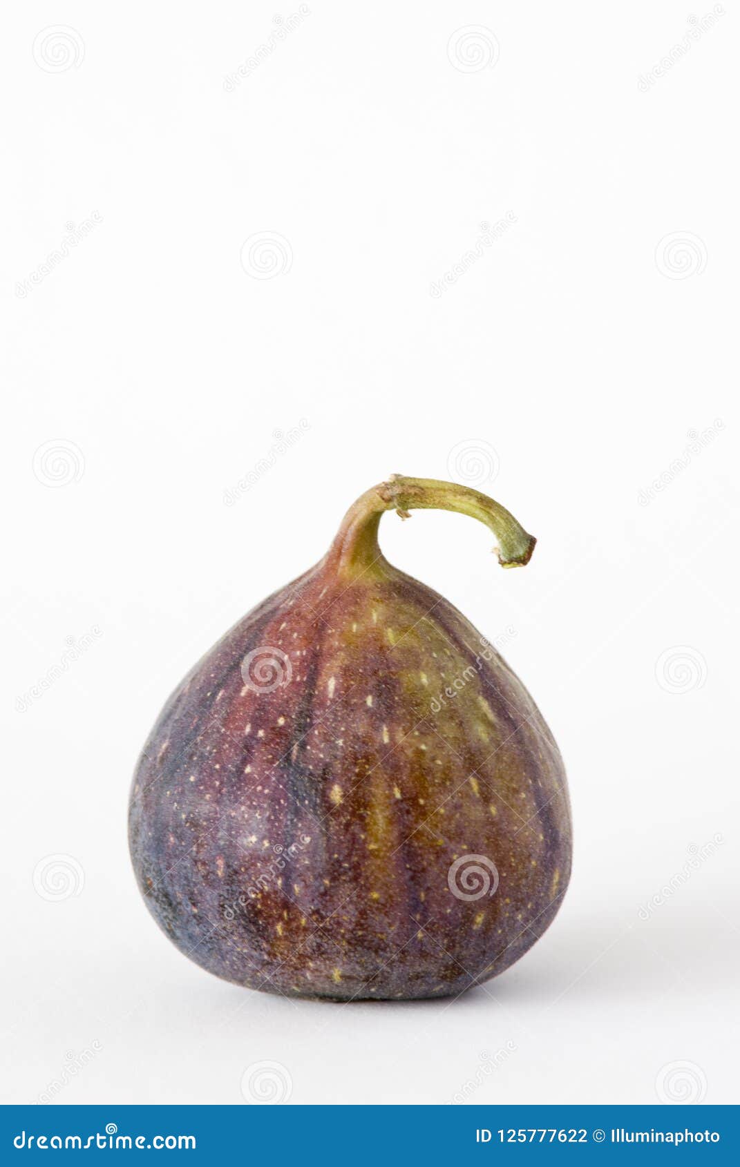 Single Fresh Fig on a White Background. Stock Photo - Image of fresh ...