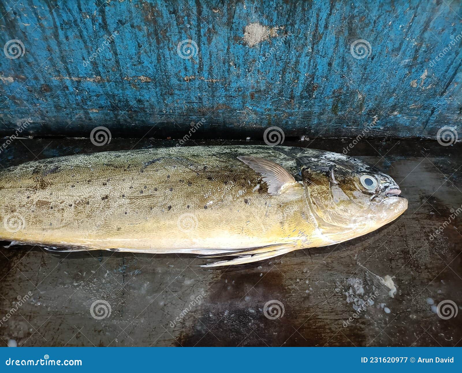Single Fresh Fish in the Market Stock Image - Image of food, underwater ...