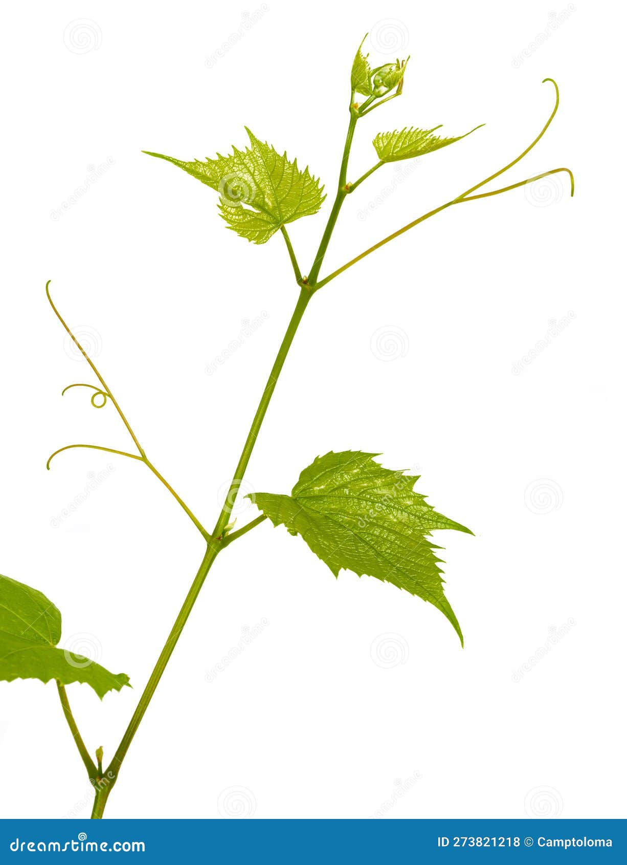 Single Fresh Green Branch of Grape Vine on White Background Stock Photo ...