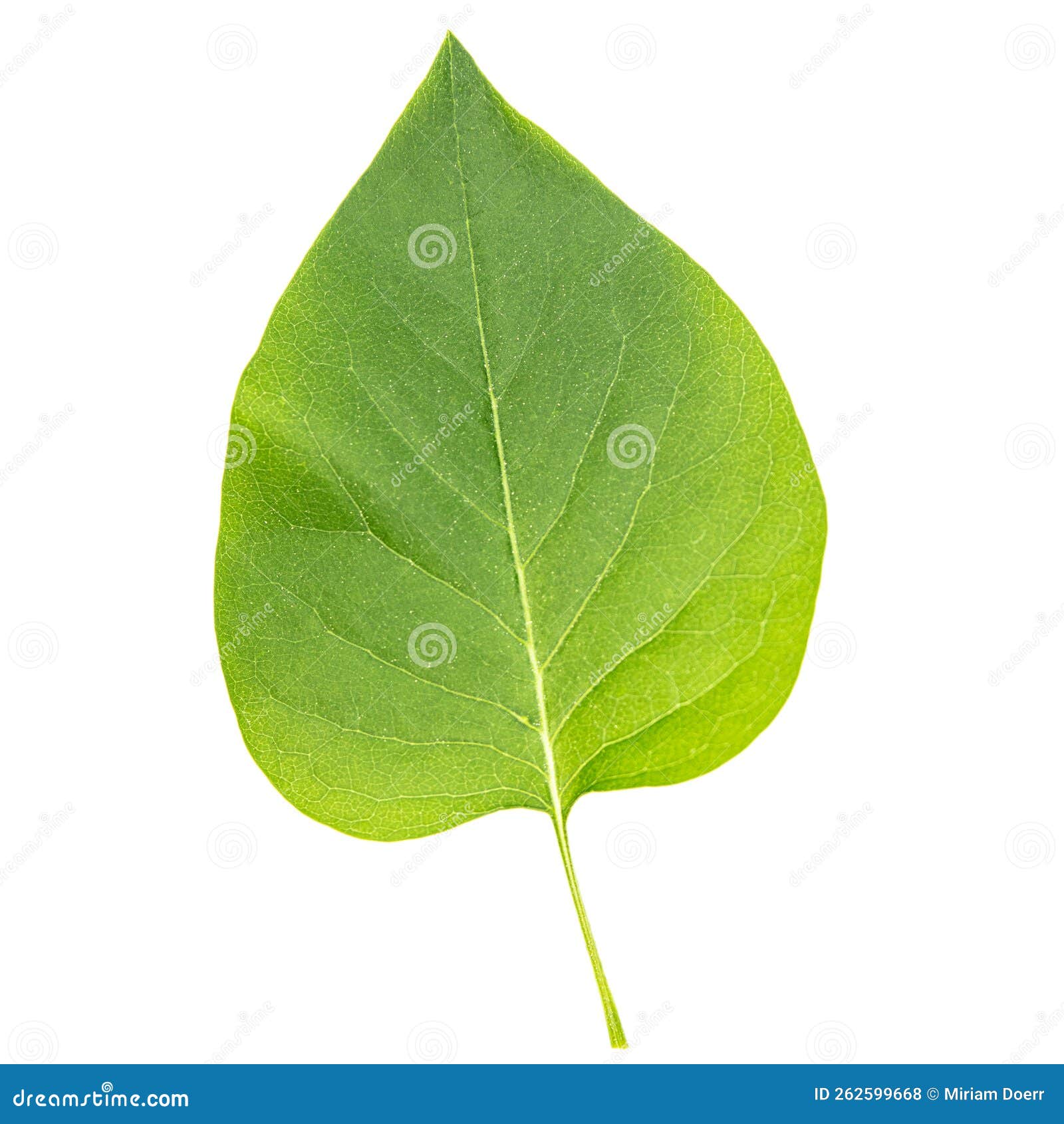 A Single Fresh Green Leaf for Decoration Stock Photo - Image of branch ...