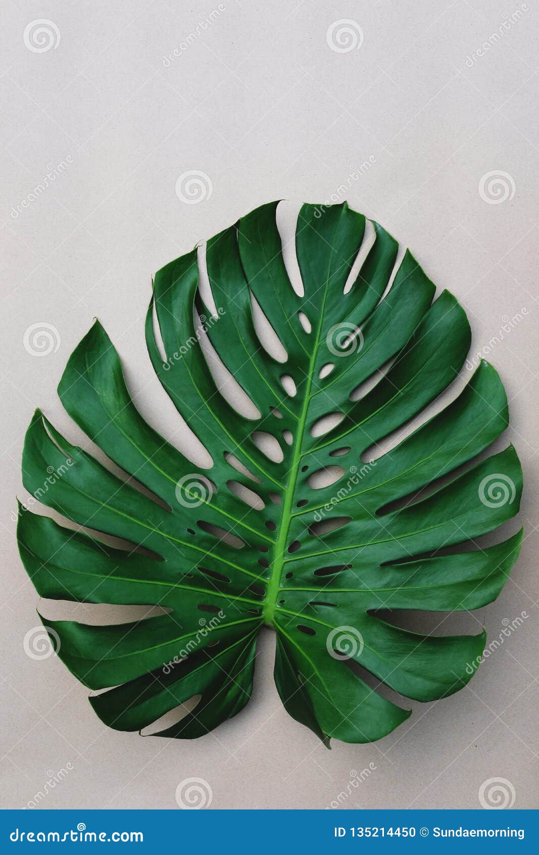 Single Fresh Green Monstera Leaf Texture, Copy Space Stock Photo ...