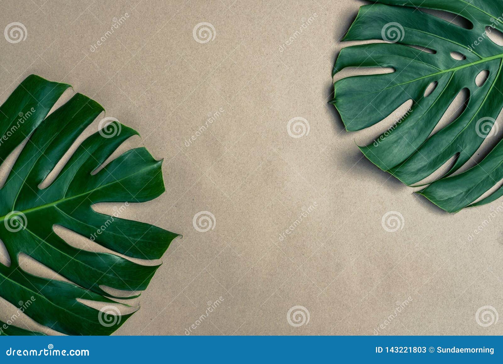 Single Fresh Green Monstera Leaf Texture, Natural Pattern Background ...
