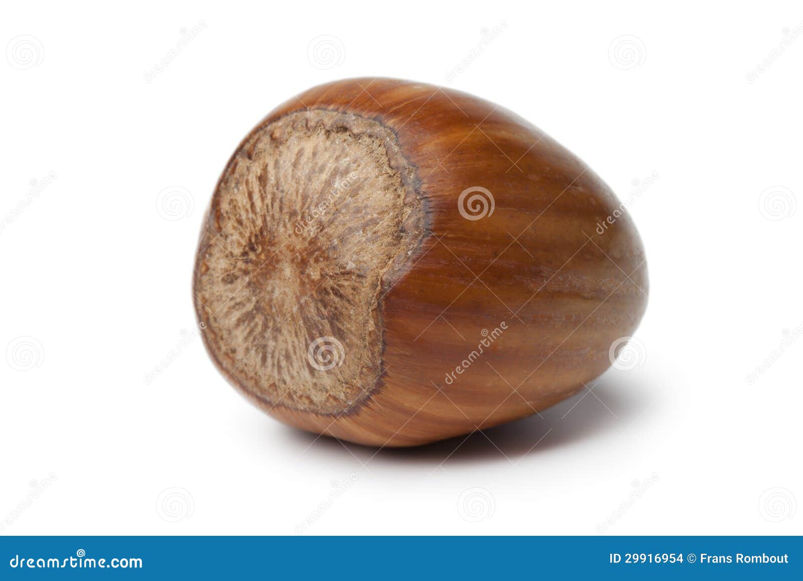 Single fresh Hazelnut stock photo. Image of healthy, organic - 29916954