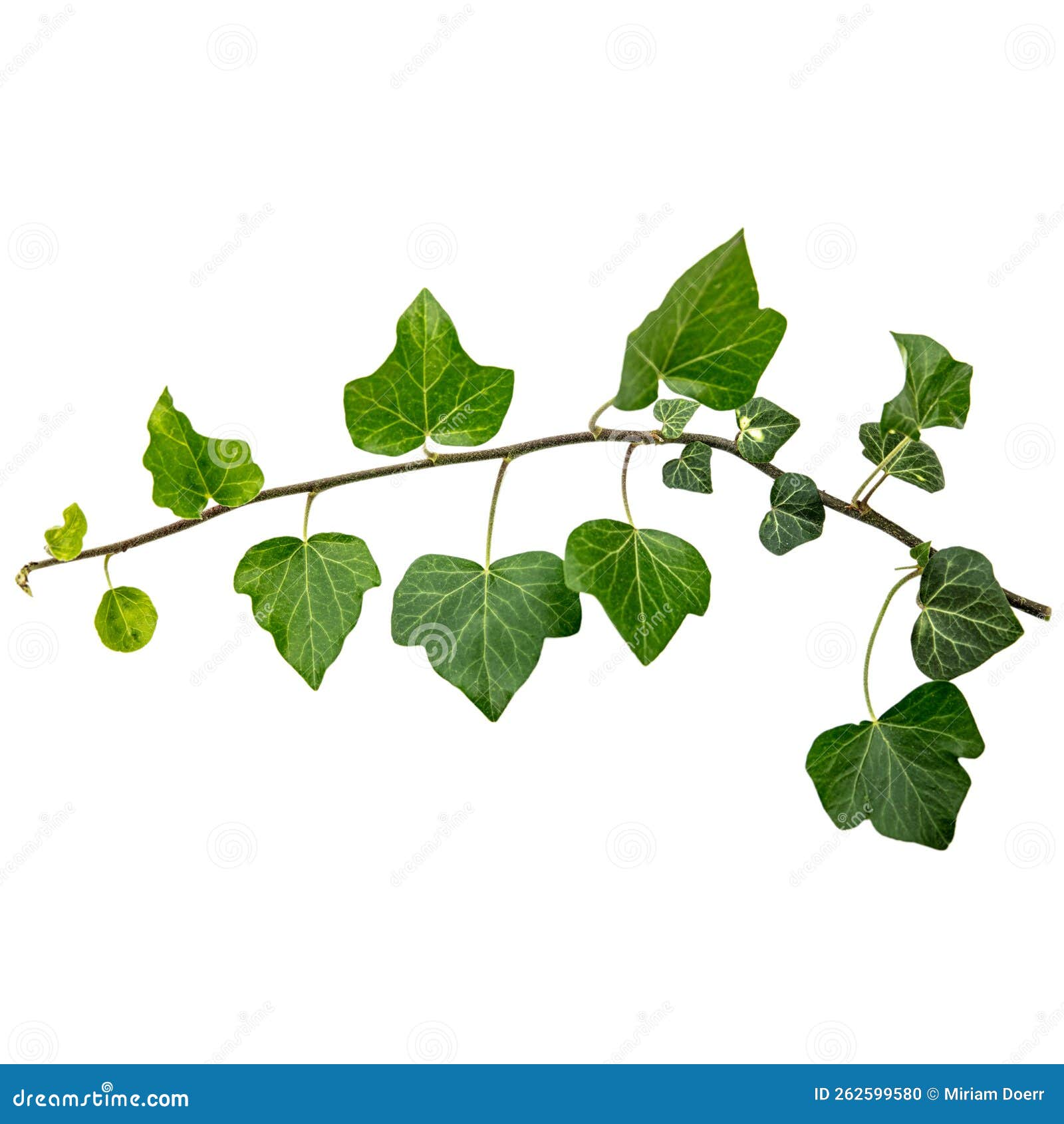 A Single Fresh Ivy Liana with Leaf Stock Photo - Image of plant, people ...