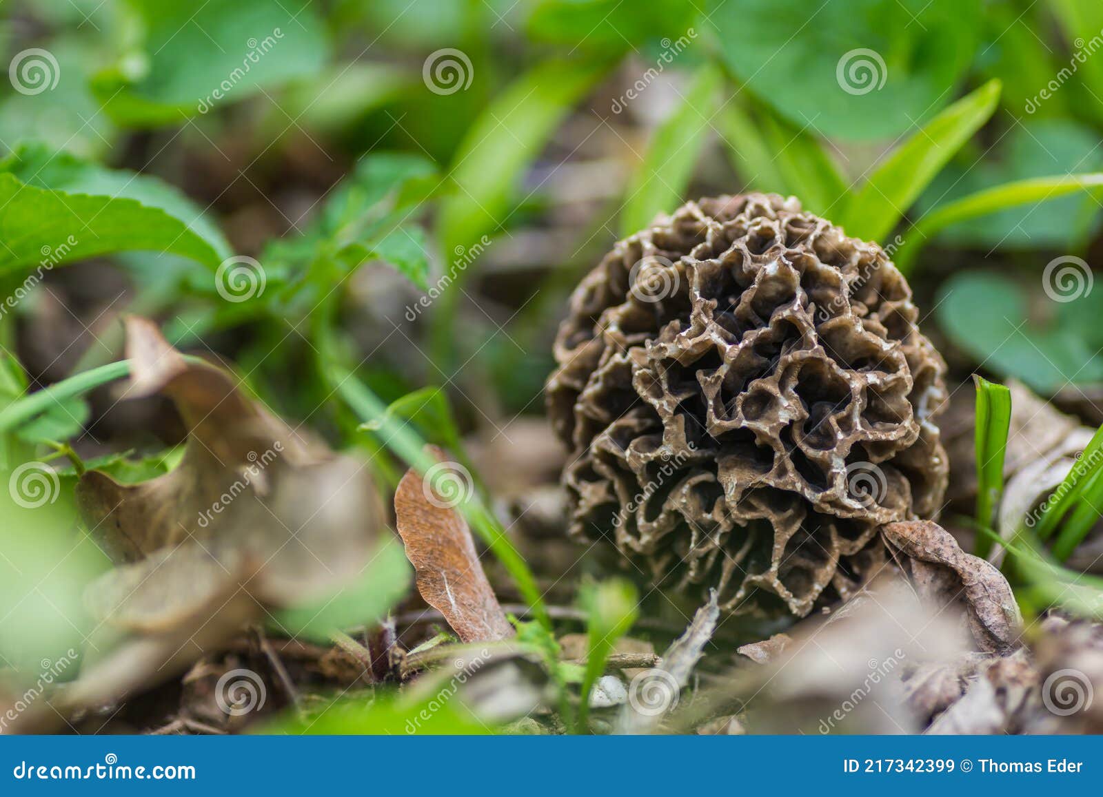 Single Fresh Large Morel between Green Plants in the Forest Stock Image ...
