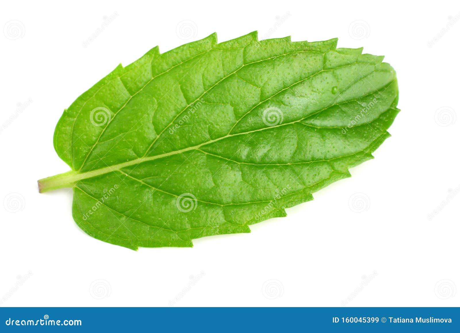 Single Fresh Mint Leaf Isolated on White Background Stock Image - Image ...