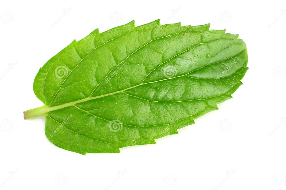 Single Fresh Mint Leaf Isolated on White Background Stock Image - Image ...