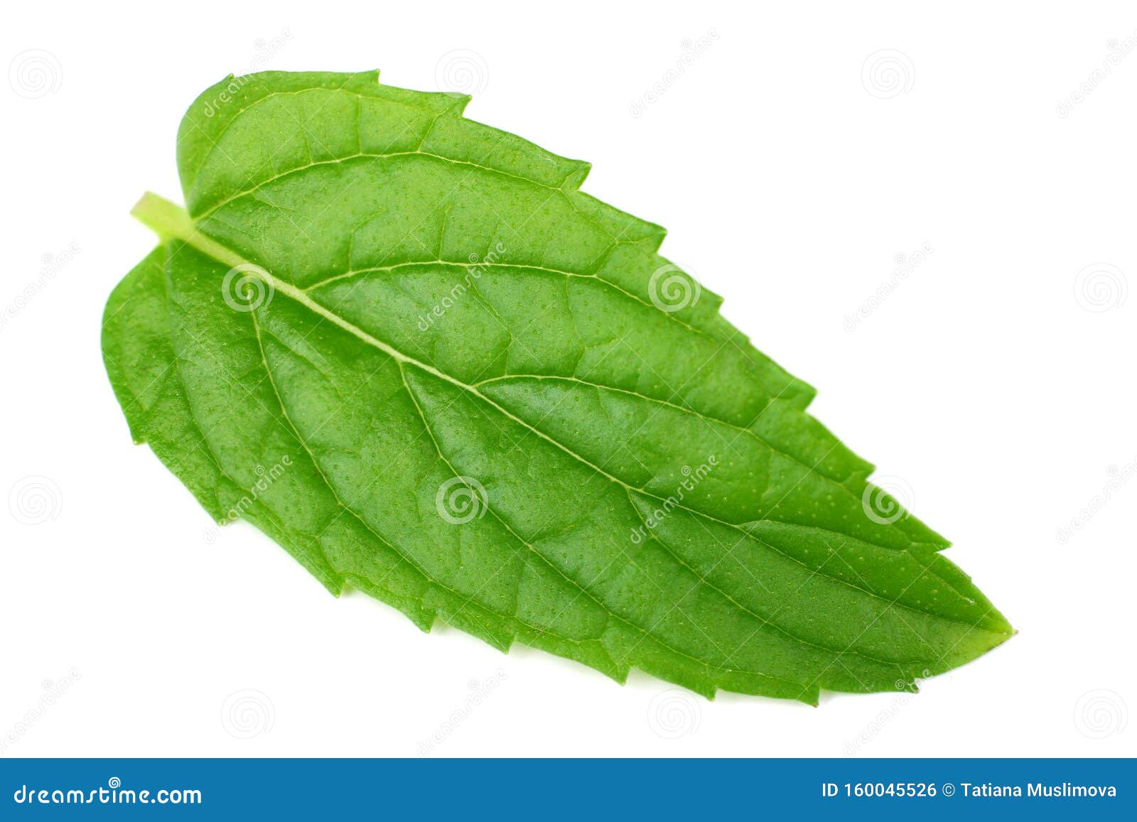 Single Fresh Mint Leaf Isolated on White Background Stock Photo - Image ...