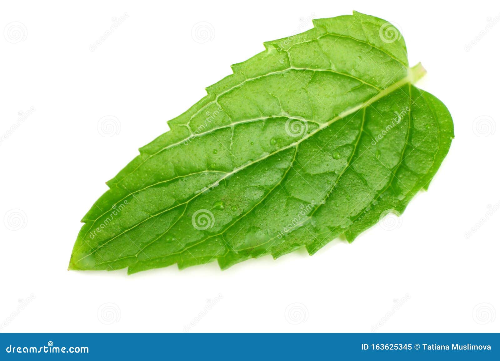 Single Fresh Mint Leaf Isolated on White Background Stock Image - Image ...