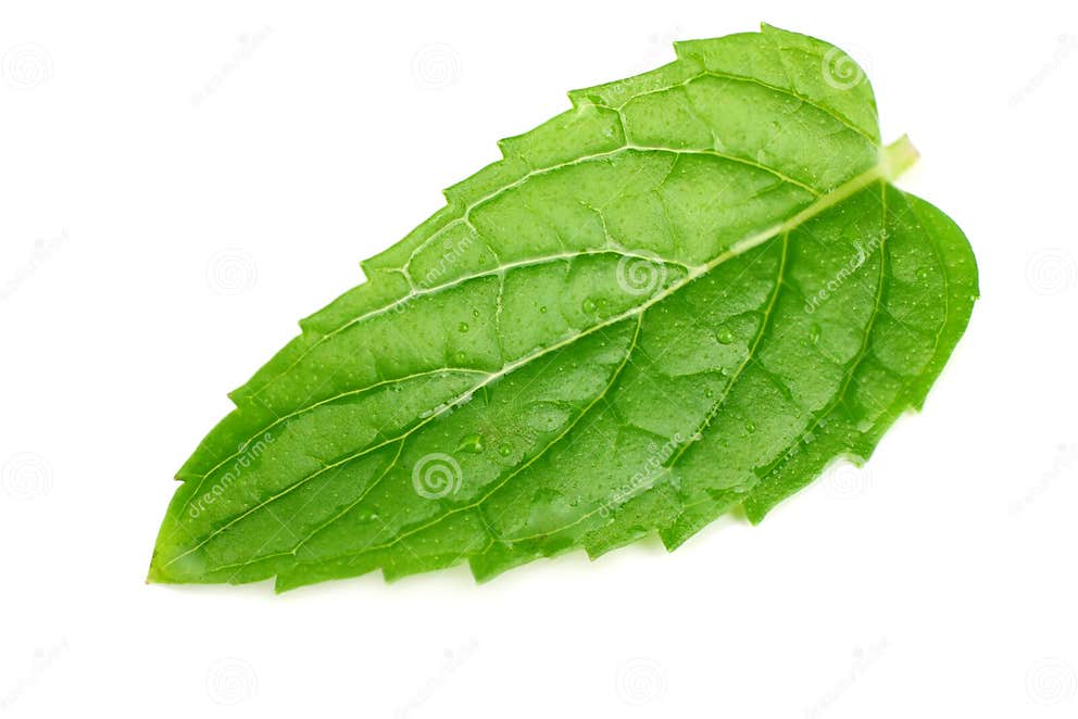 Single Fresh Mint Leaf Isolated on White Background Stock Image - Image ...