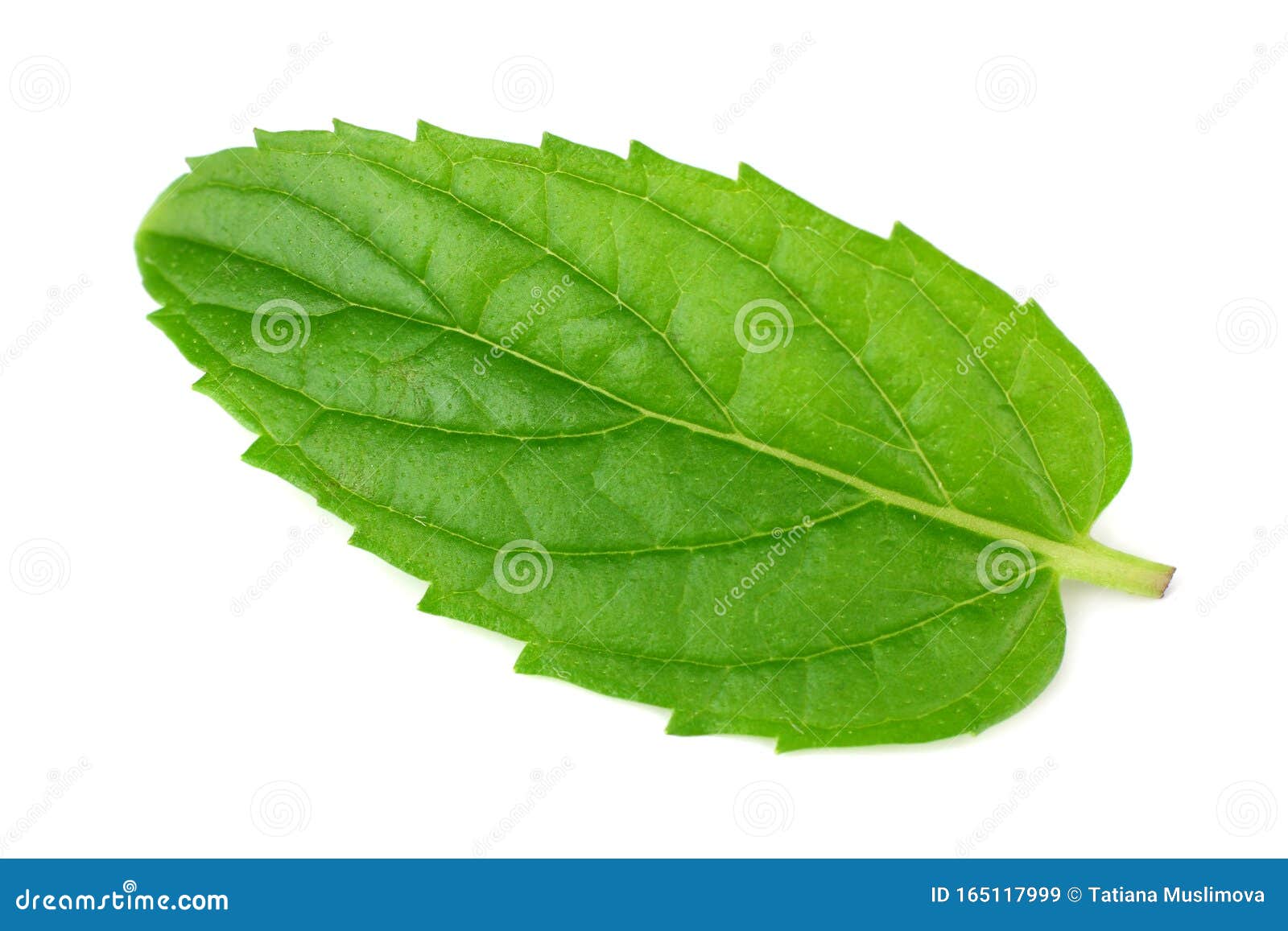 Single Fresh Mint Leaf Isolated on White Background Stock Image - Image ...