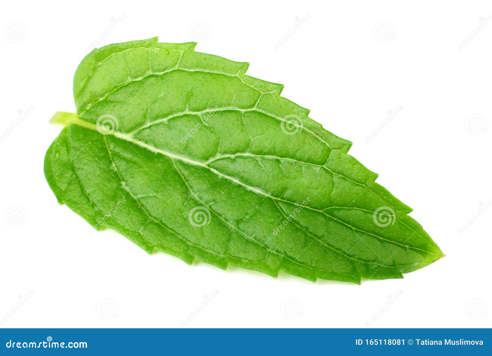 Single Fresh Mint Leaf Isolated on White Background Stock Image - Image ...