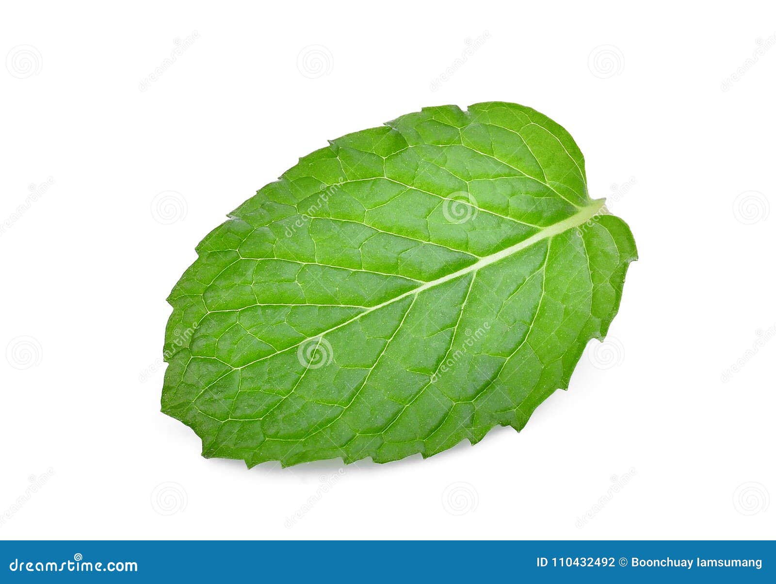 Single Fresh Mint Leaf Isolated on White Stock Photo - Image of herbal ...