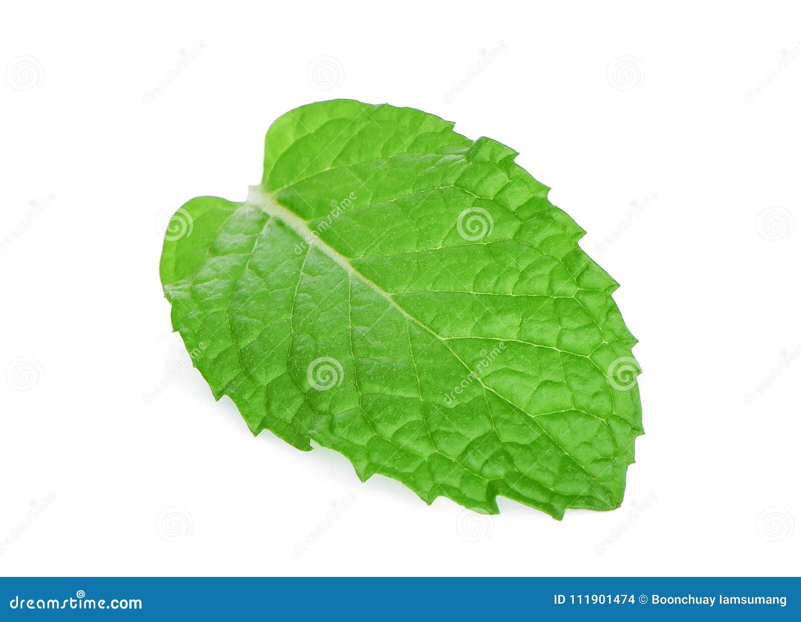 Single Fresh Mint Leaf Isolated on White Stock Photo - Image of herbal ...