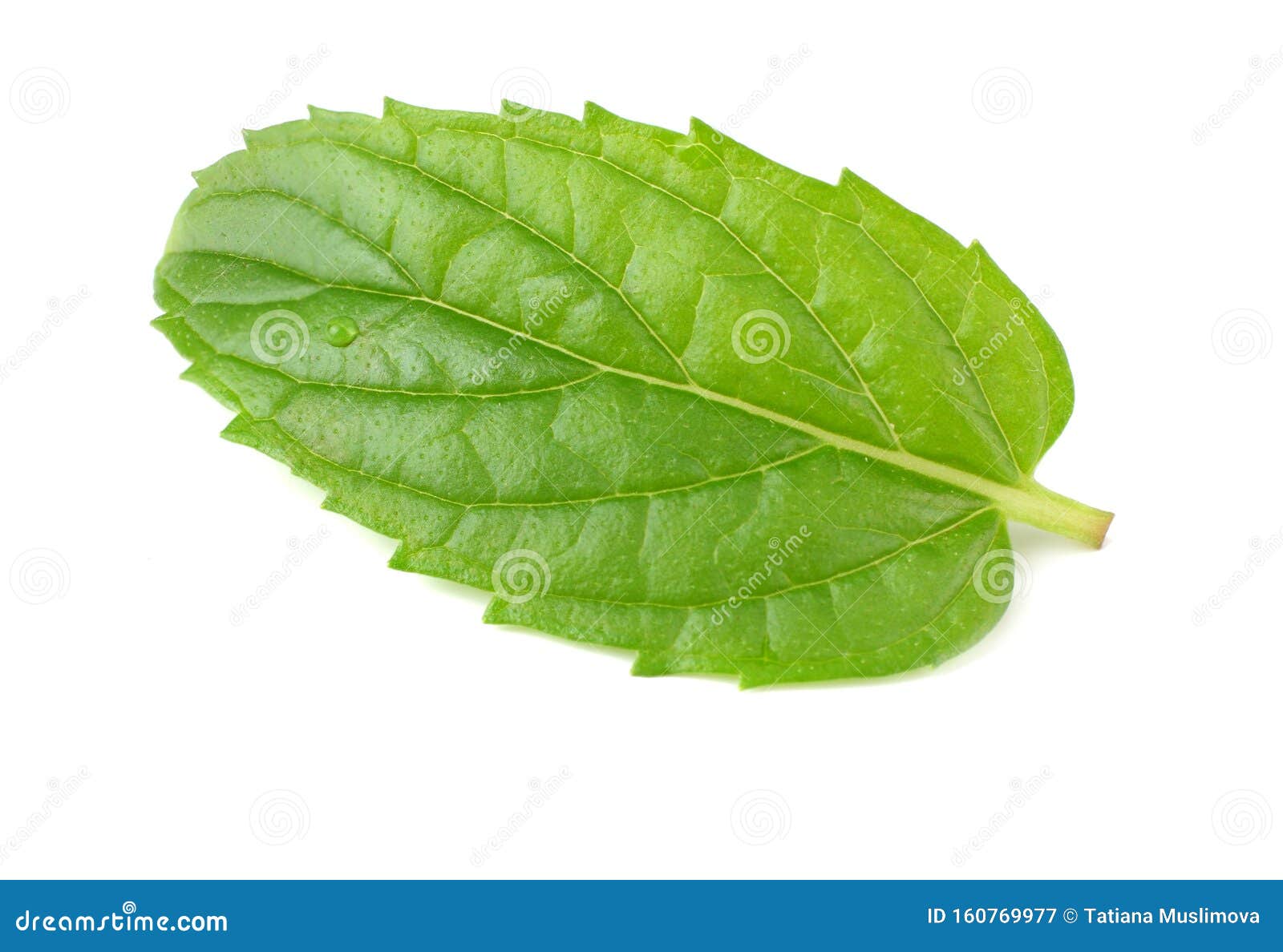 Single Fresh Mint Leaf Isolated on White Background Stock Image - Image ...