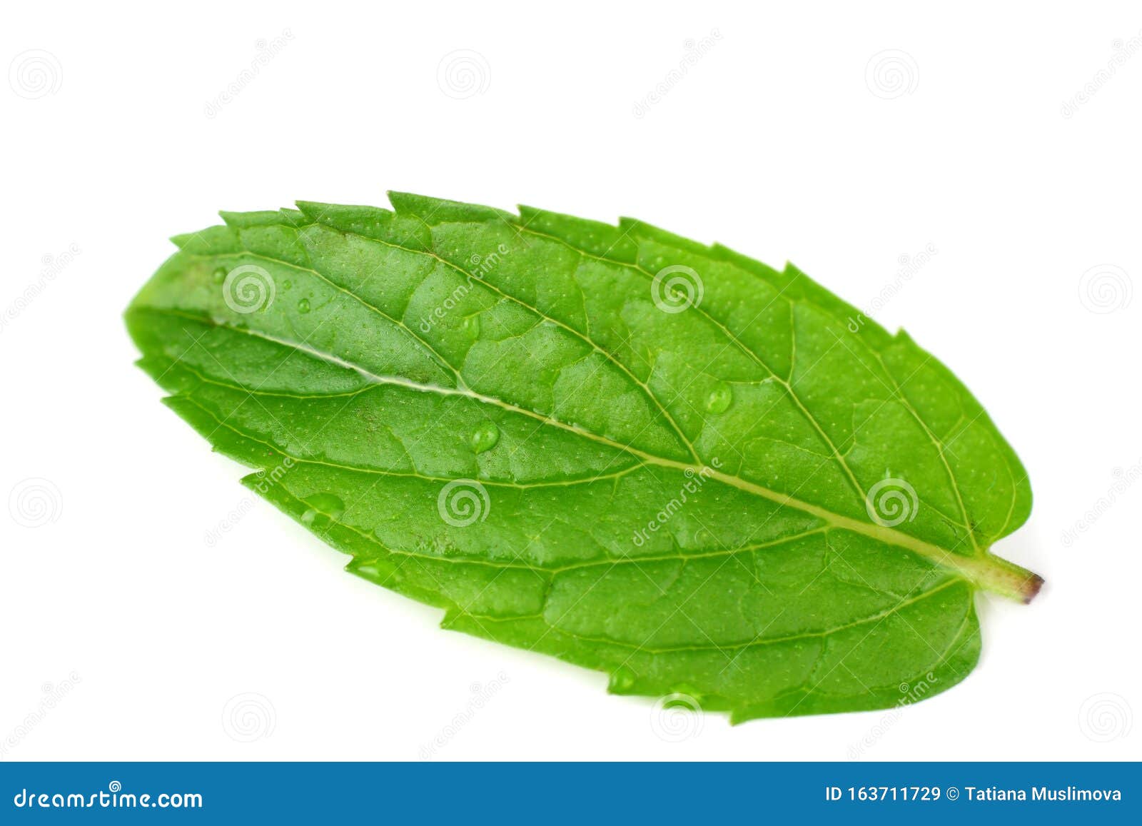 Single Fresh Mint Leaf Isolated on White Background Stock Image - Image ...