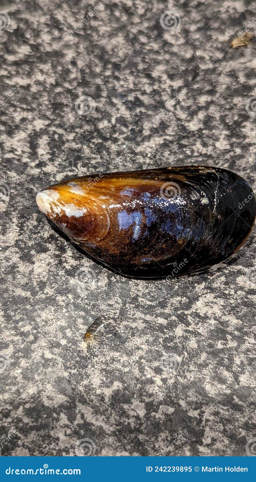 A single fresh mussel stock image. Image of shellfish - 242239895