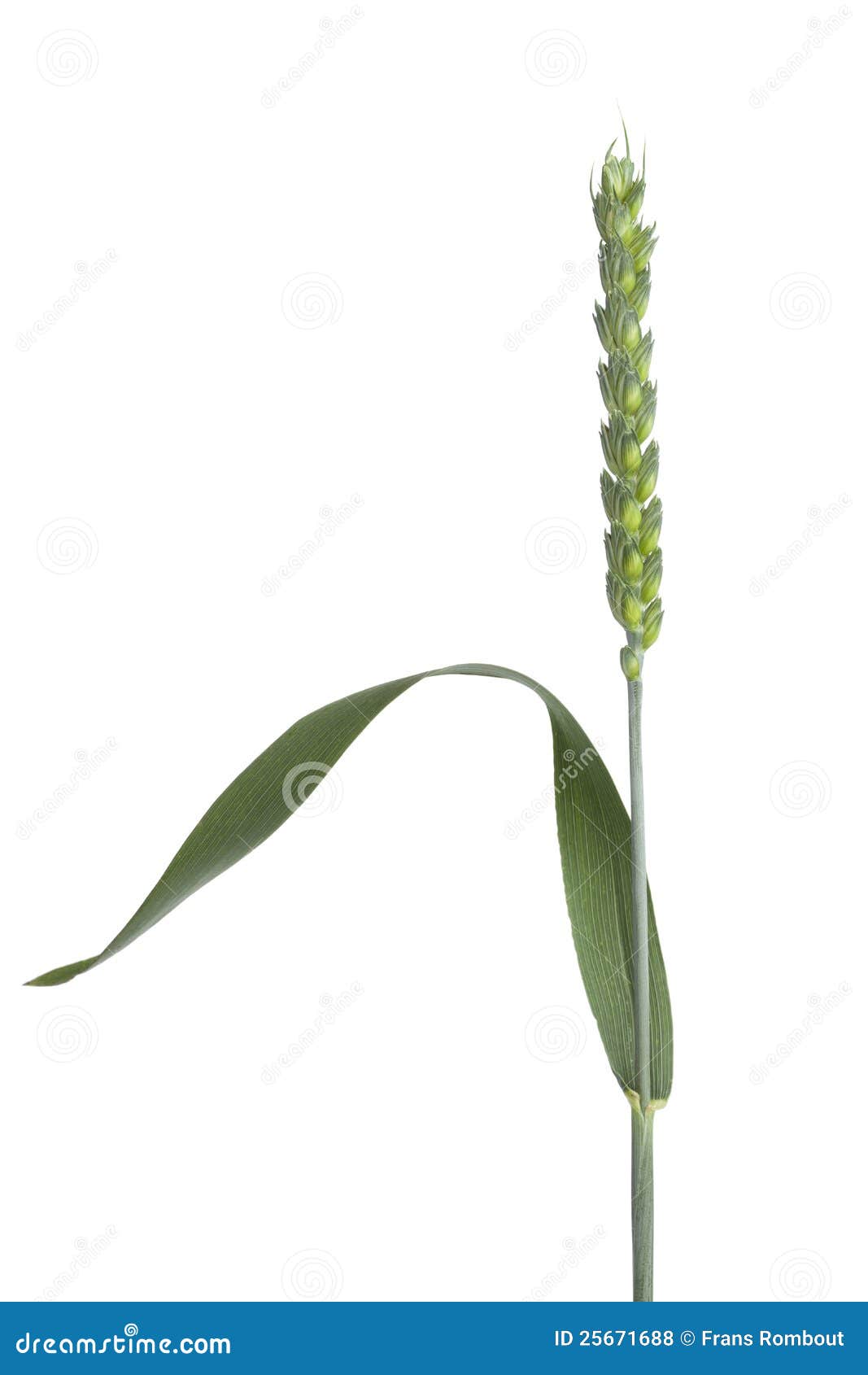 Single Fresh Organic Wheat Stalk Stock Photo - Image of stem, food ...