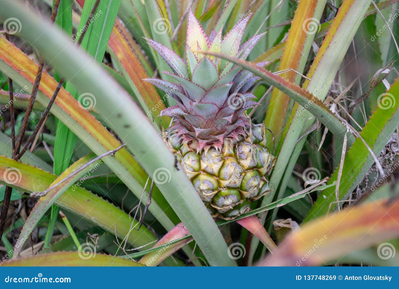 Single Fresh Pineapple on the Bush Stock Image - Image of garden ...