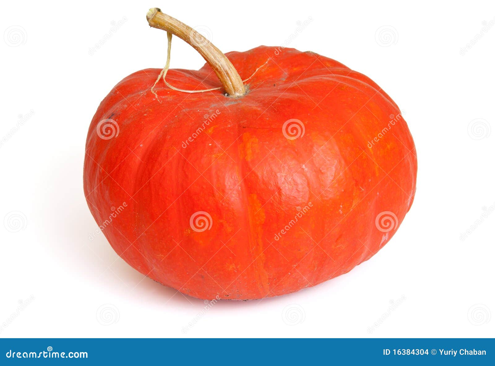 Single fresh pumpkin stock photo. Image of decoration - 16384304