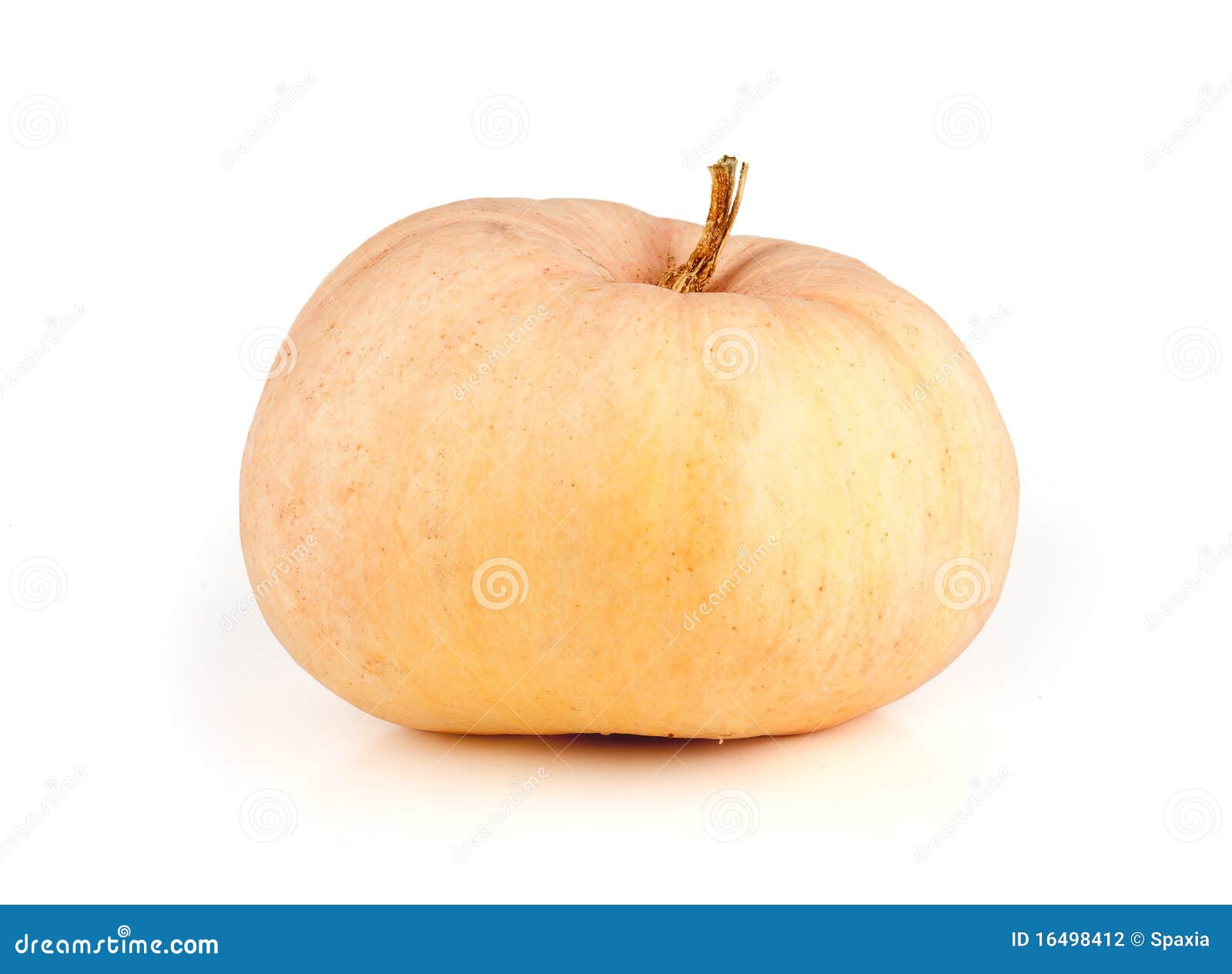 Single fresh pumpkin stock photo. Image of pumpkin, white - 16498412