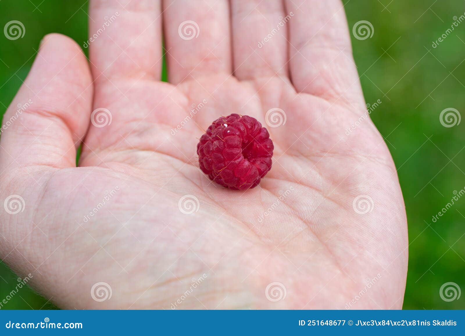 Single Fresh Raspberry in White Caucasian Male Palm Stock Image - Image ...