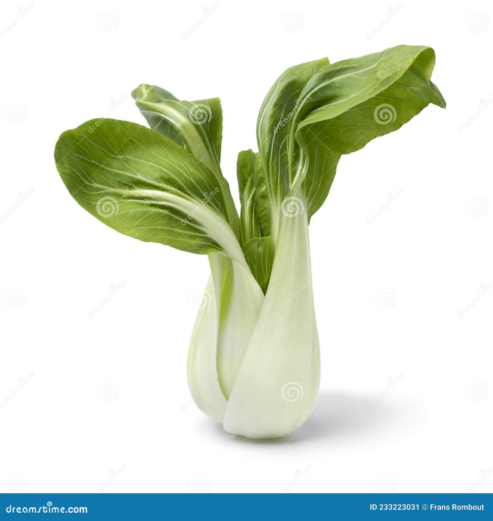Single Fresh Raw Bok Choy Close Up on White Background Stock Image ...