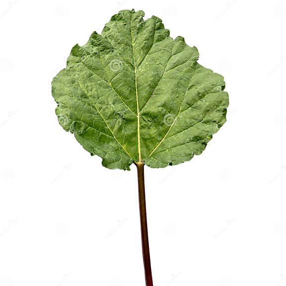 A Single Fresh Rhubarb Leaf Stock Image - Image of green, stalk: 262599711