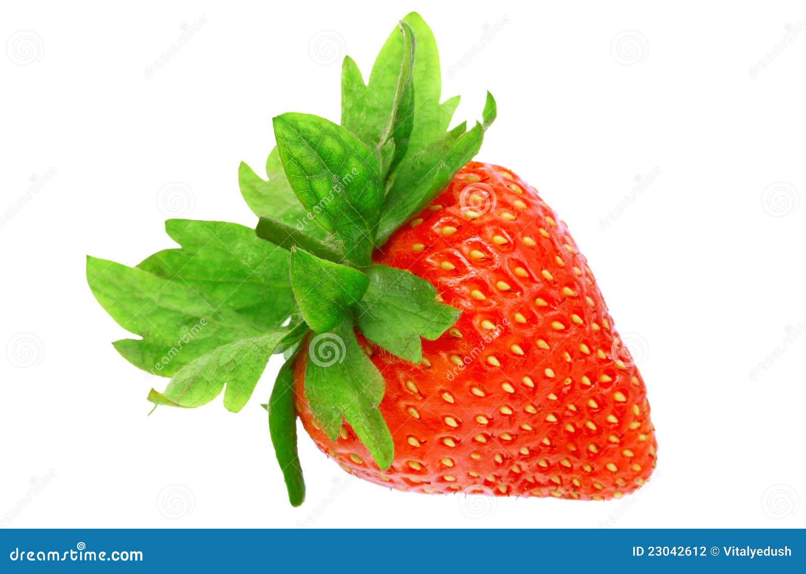 Single Fresh Strawberries. Isolated Stock Photo - Image of graft ...