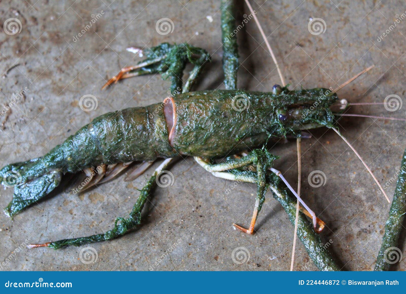 Single Freshwater Prawn Laying on Ground Stock Photo - Image of lobster ...