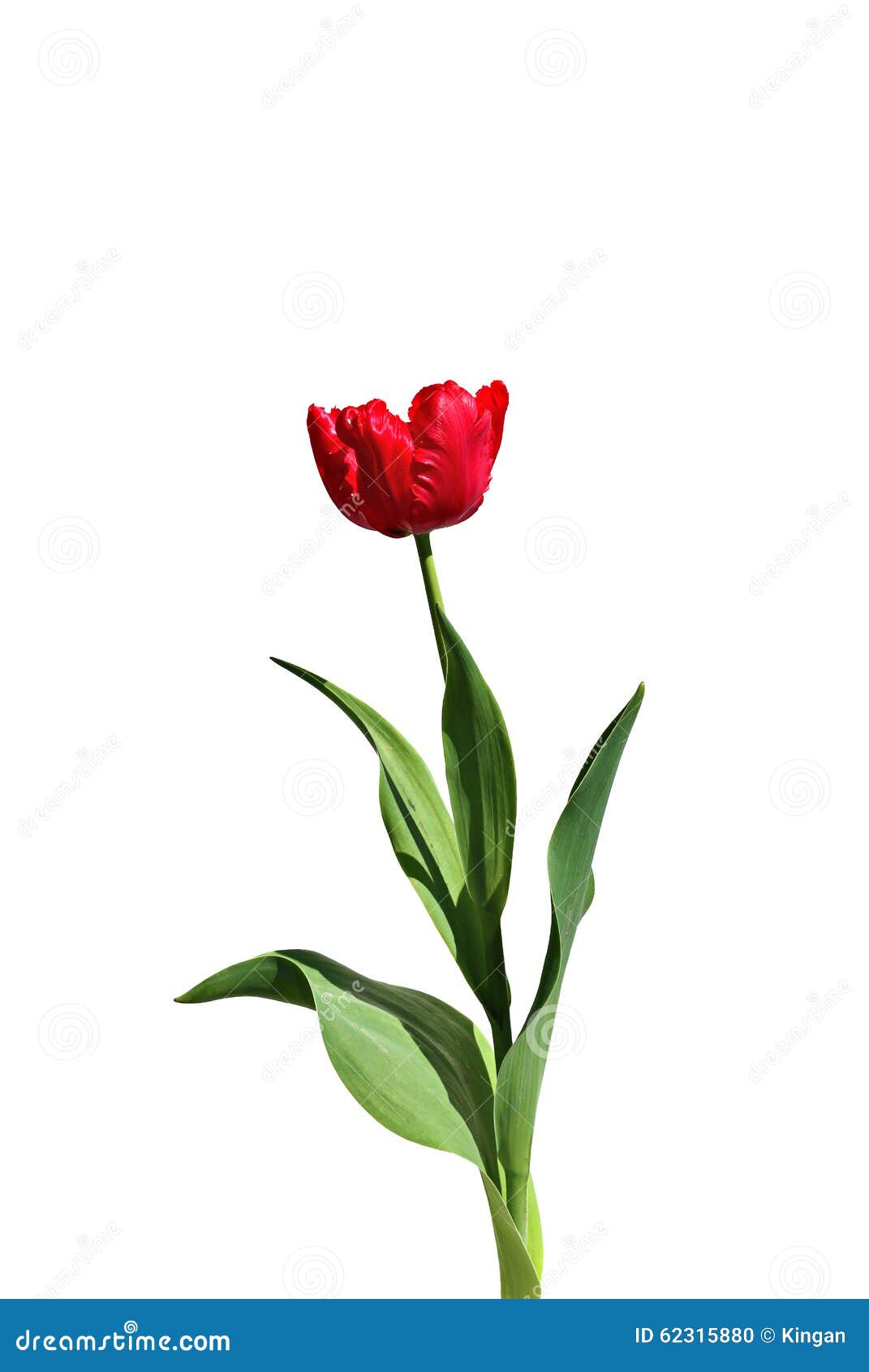Single Red Tulip Wallpaper