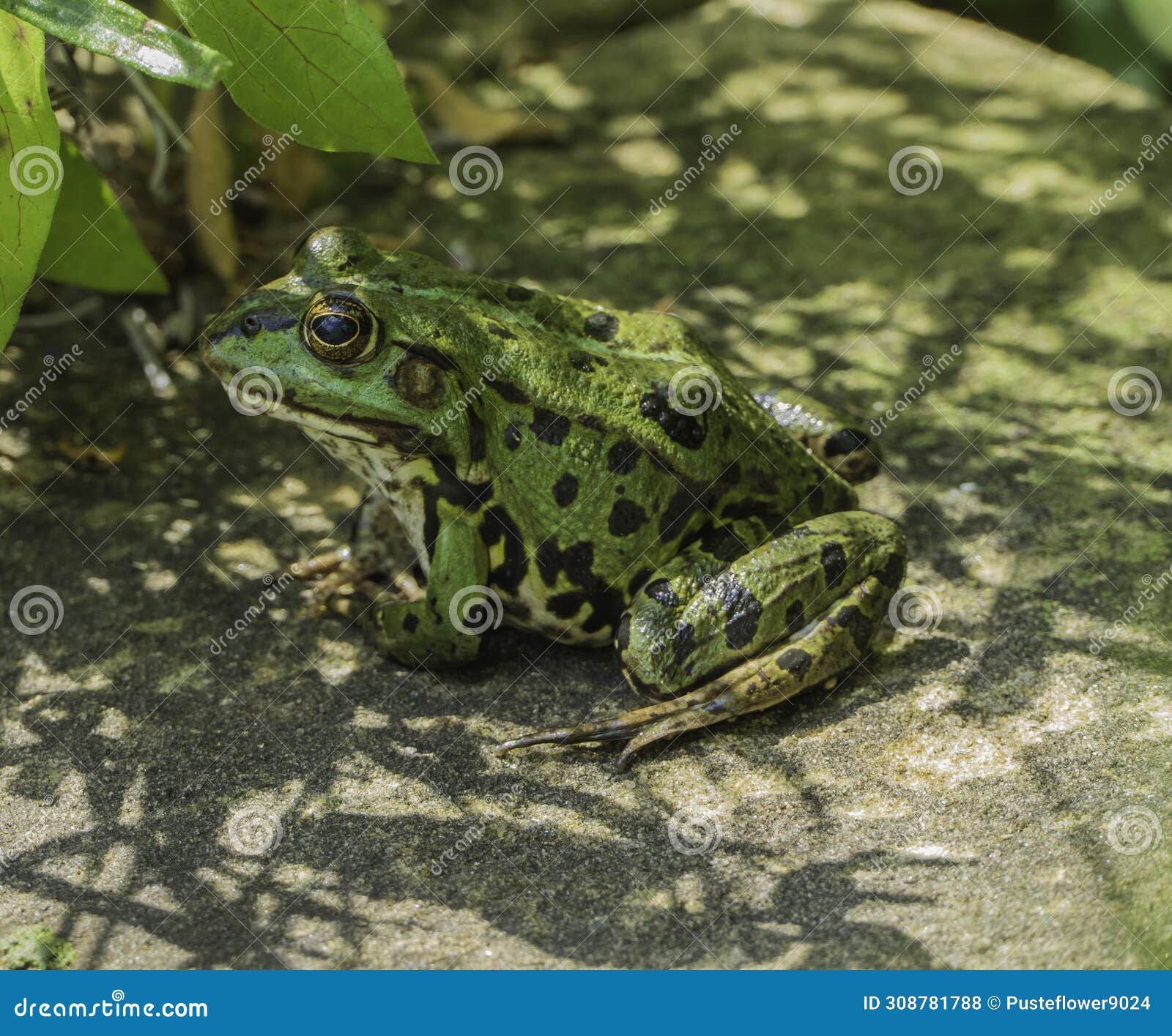 Single Frog on stone Wall stock photo. Image of adorable - 308781788