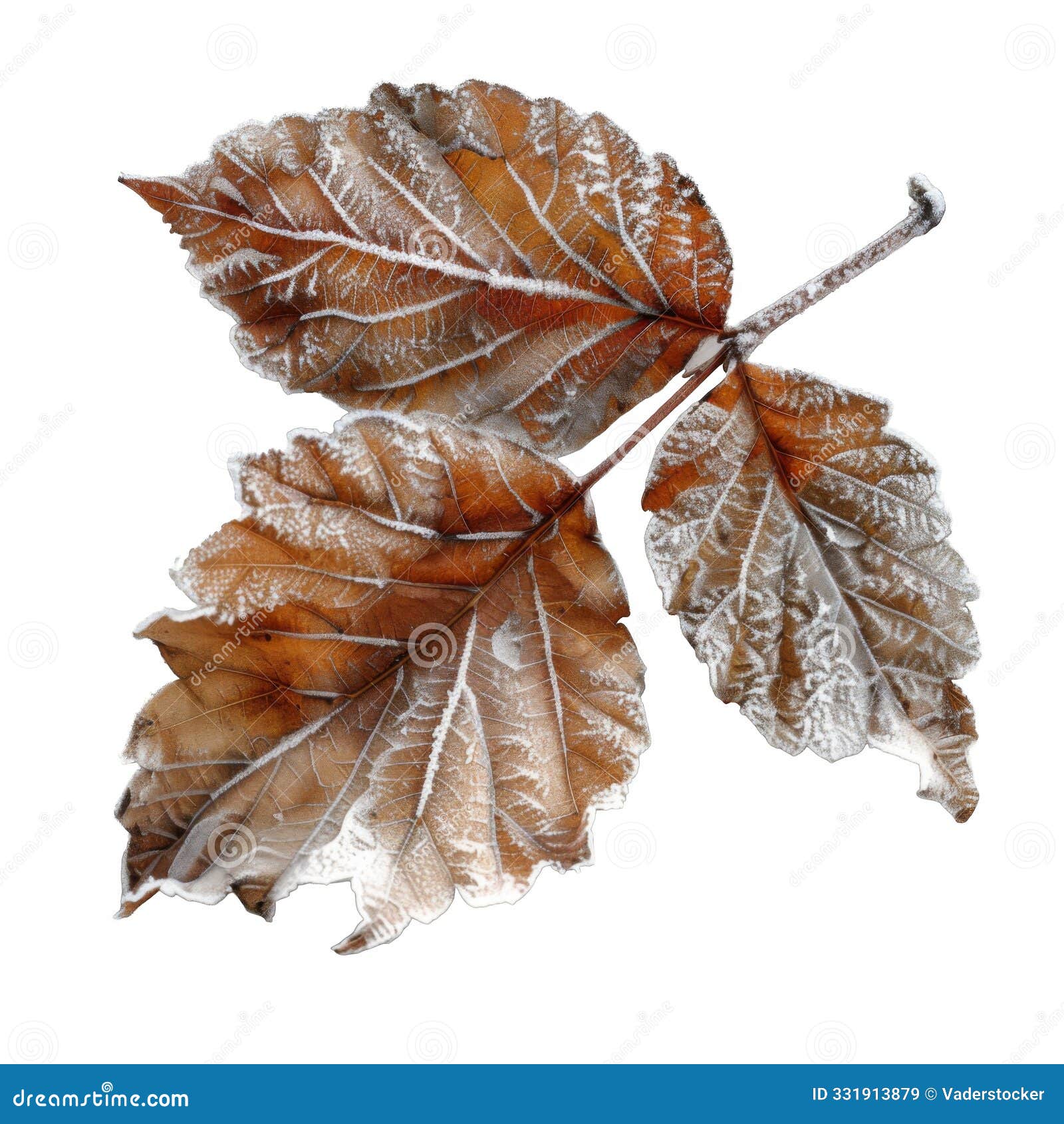 A Single Frosted Leaf With Visible Veins Royalty-Free Stock Photography ...