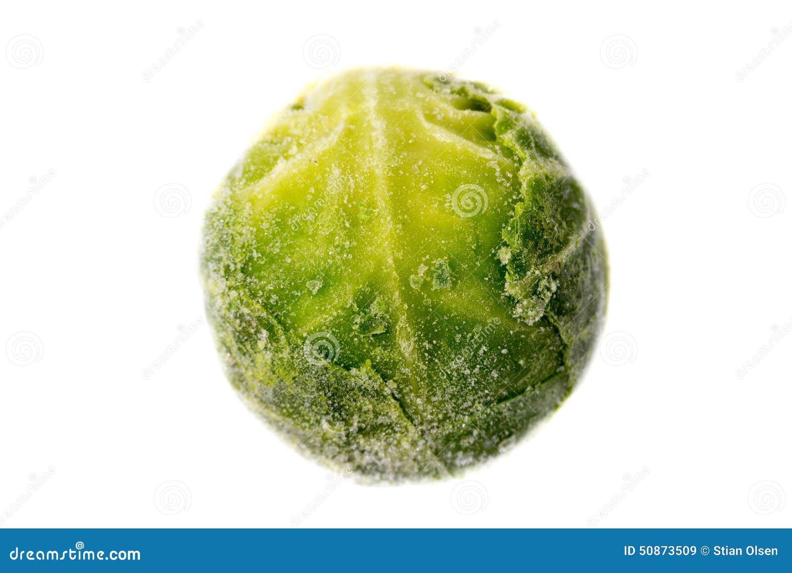 Single frozen sprout stock image. Image of brussels, cabbage - 50873509