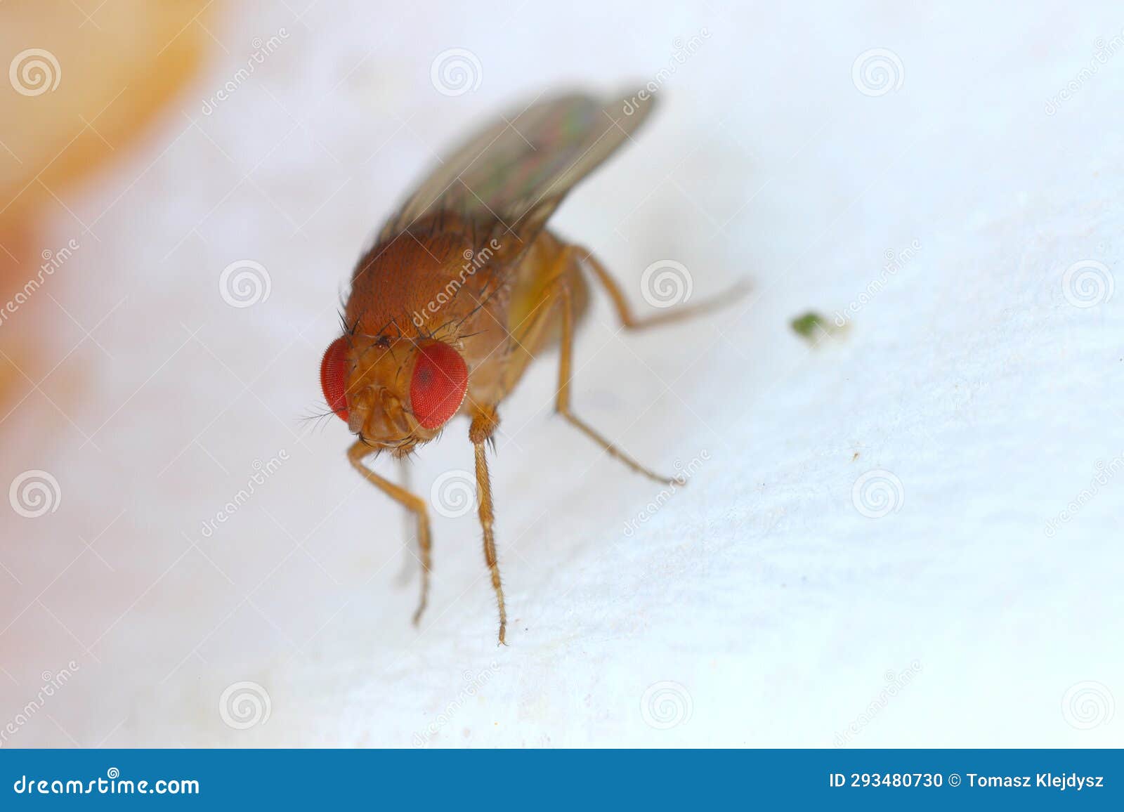 Single Fruit Fly (drosophila Melanogaster) on a Kitchen Paper Towel ... Single Fruit Fly (drosophila Melanogaster) on a Kitchen Paper Towel ...