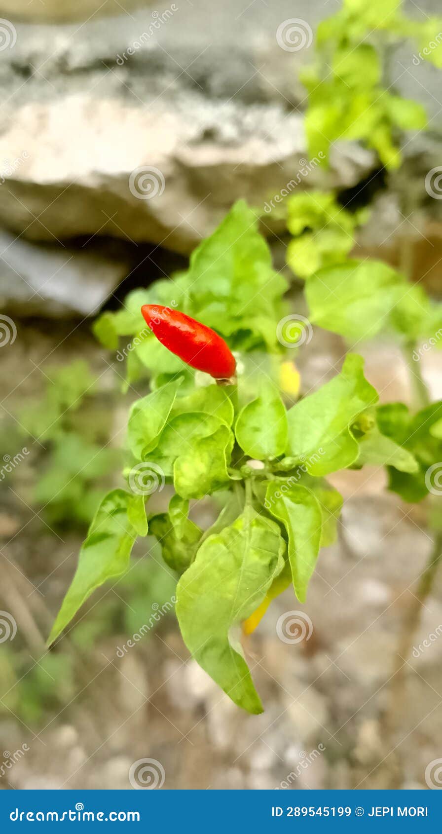 Single Fruit Red Chili with Curly Leaves Stock Image - Image of curly ...