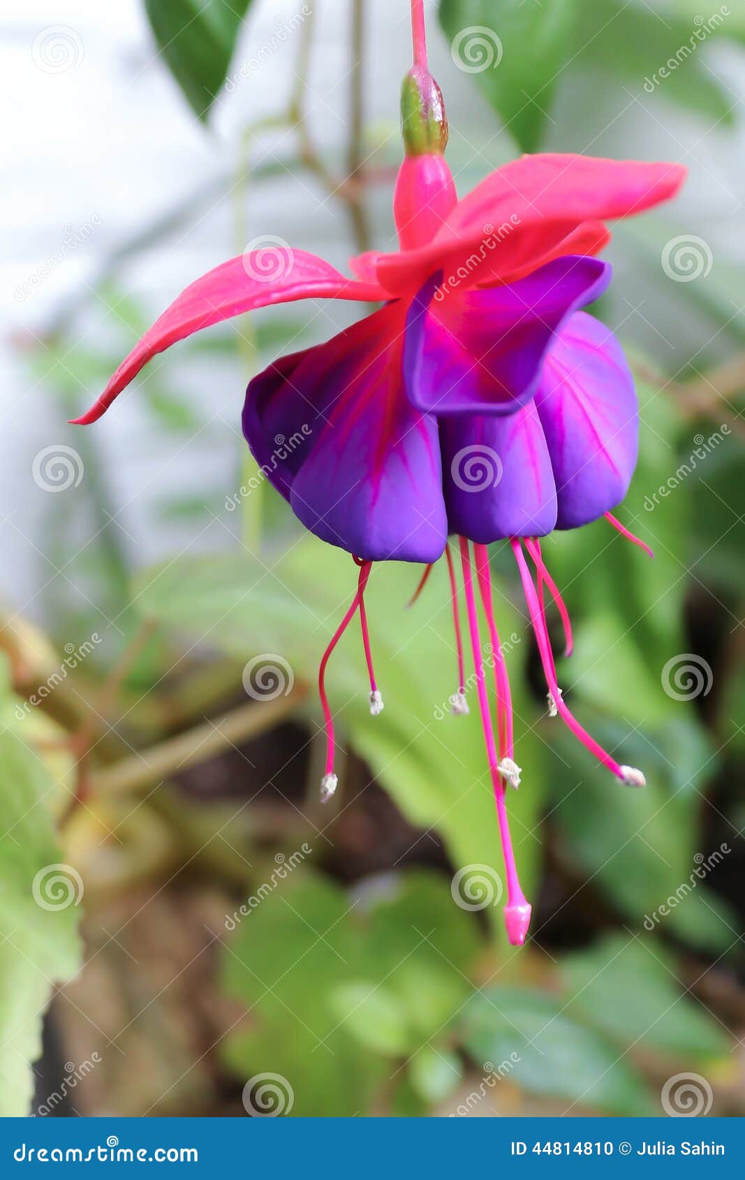 Single fuchsia stock photo. Image of pink, single, grow - 44814810