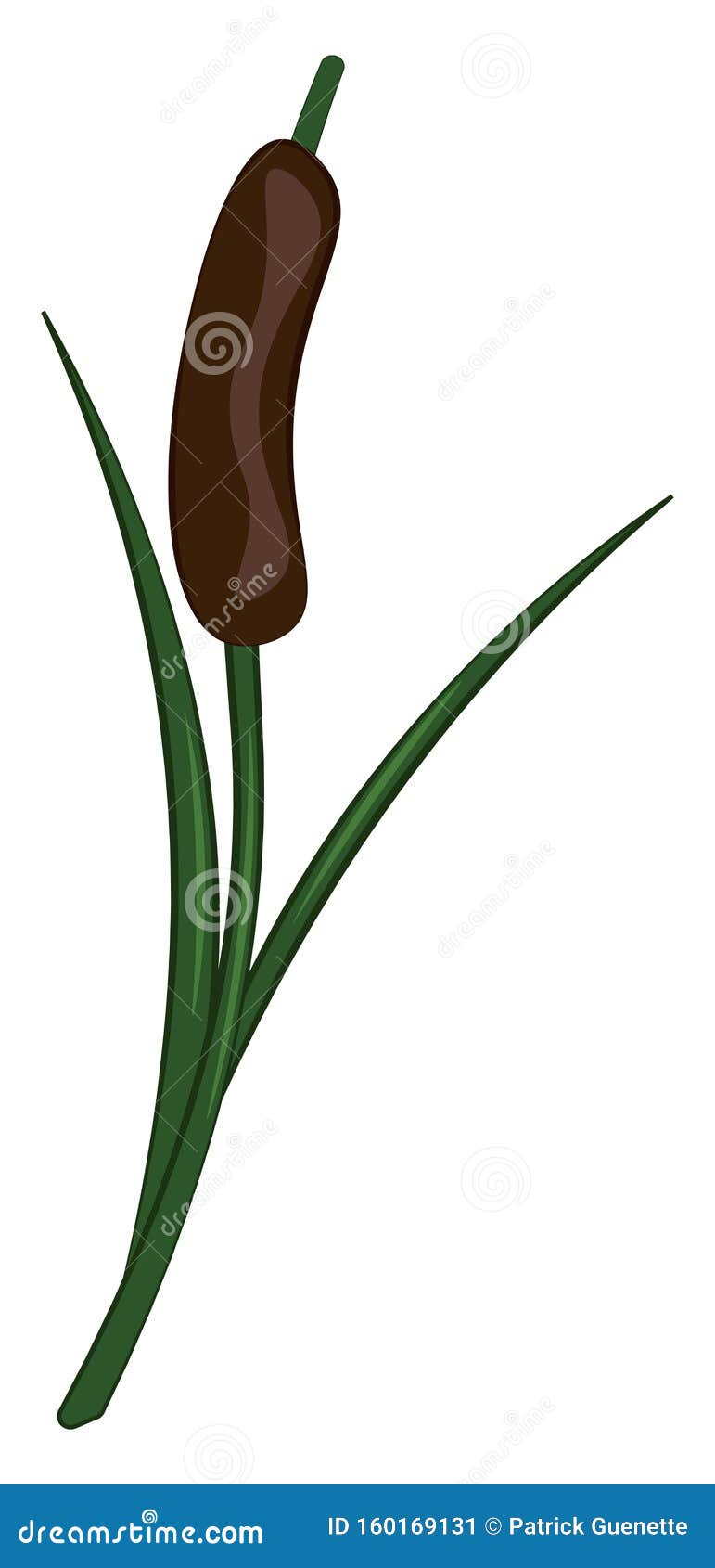 Fully Grown Reed, Vector or Color Illustration Stock Illustration ...