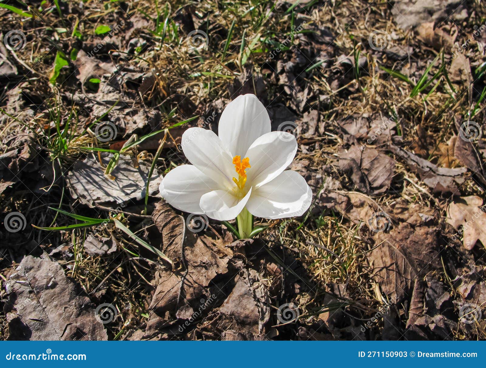 Single Fully Opened White Crocus. Spring Beautiful White Crocus Flower ...