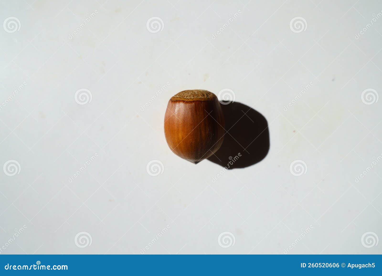 Single Fully Ripe Unpeeled Hazelnut from Above Stock Photo - Image of ...