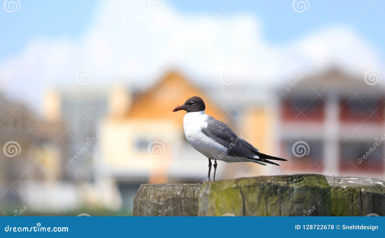 Single Fulmar Bird on the Post Stock Photo - Image of call, scotland ...