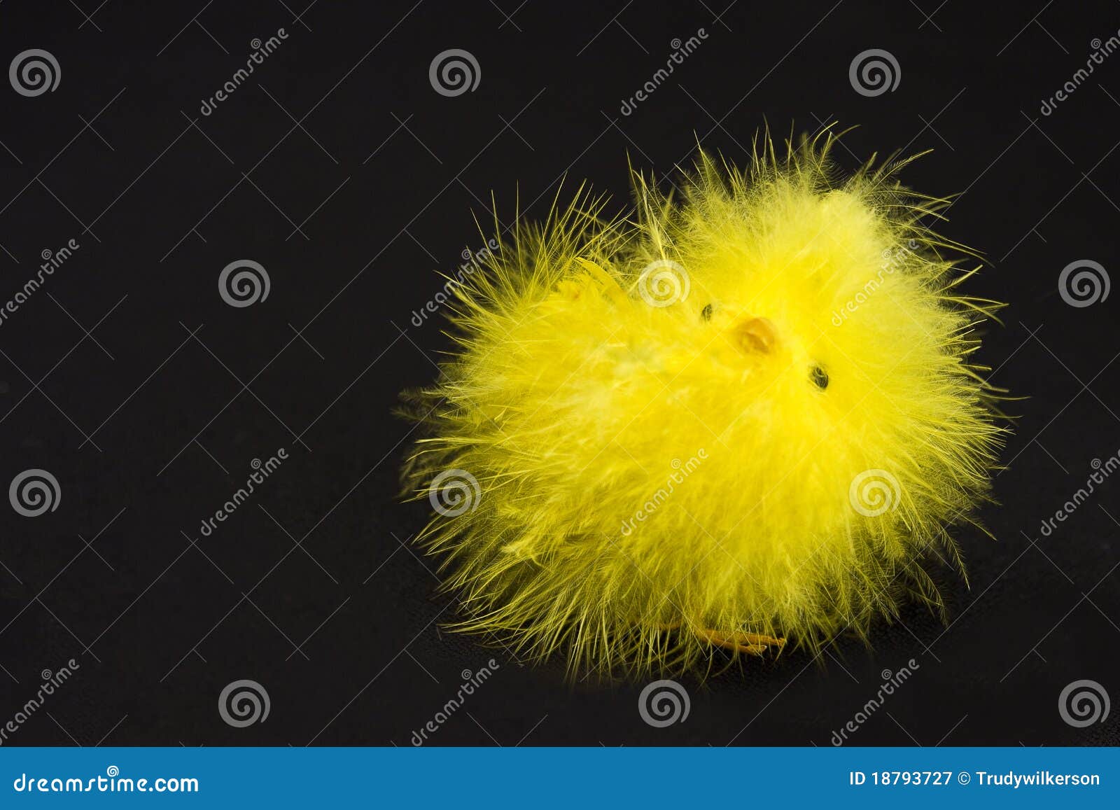 Single Fuzzy Chick stock image. Image of fluffy, adorable - 18793727