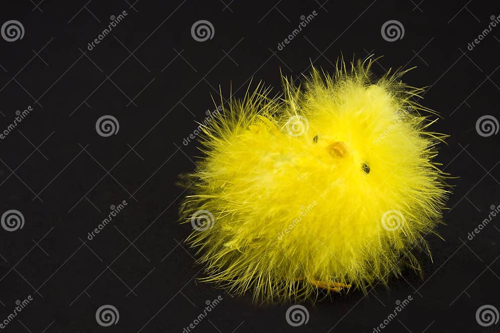 Single Fuzzy Chick stock image. Image of fluffy, adorable - 18793727
