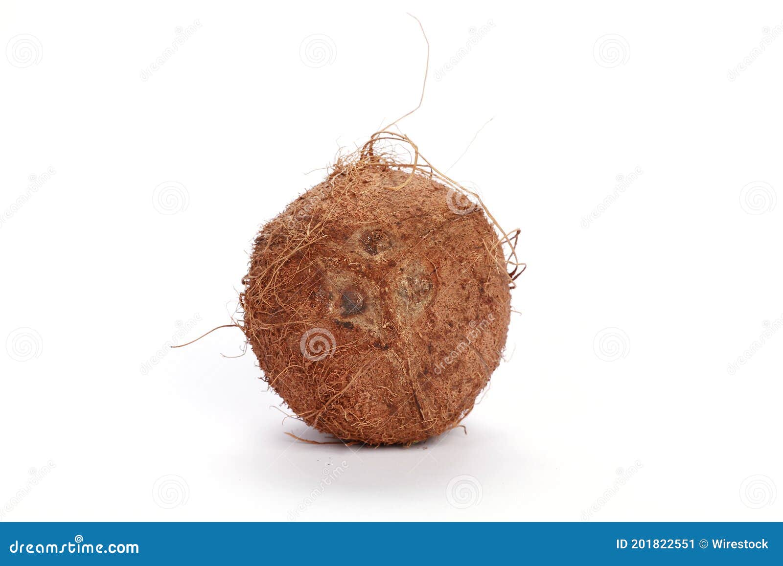 Single Fuzzy Coconut Isolated on a White Background Stock Image - Image ...